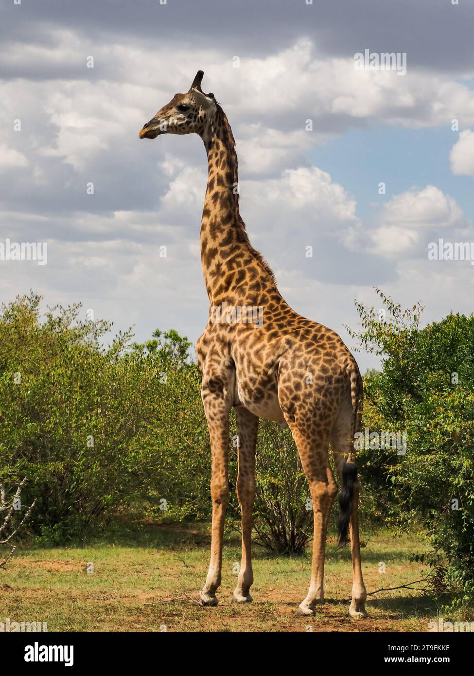 Maasai Giraffe has distinctive, irregular, jagged, star-like blotches ...