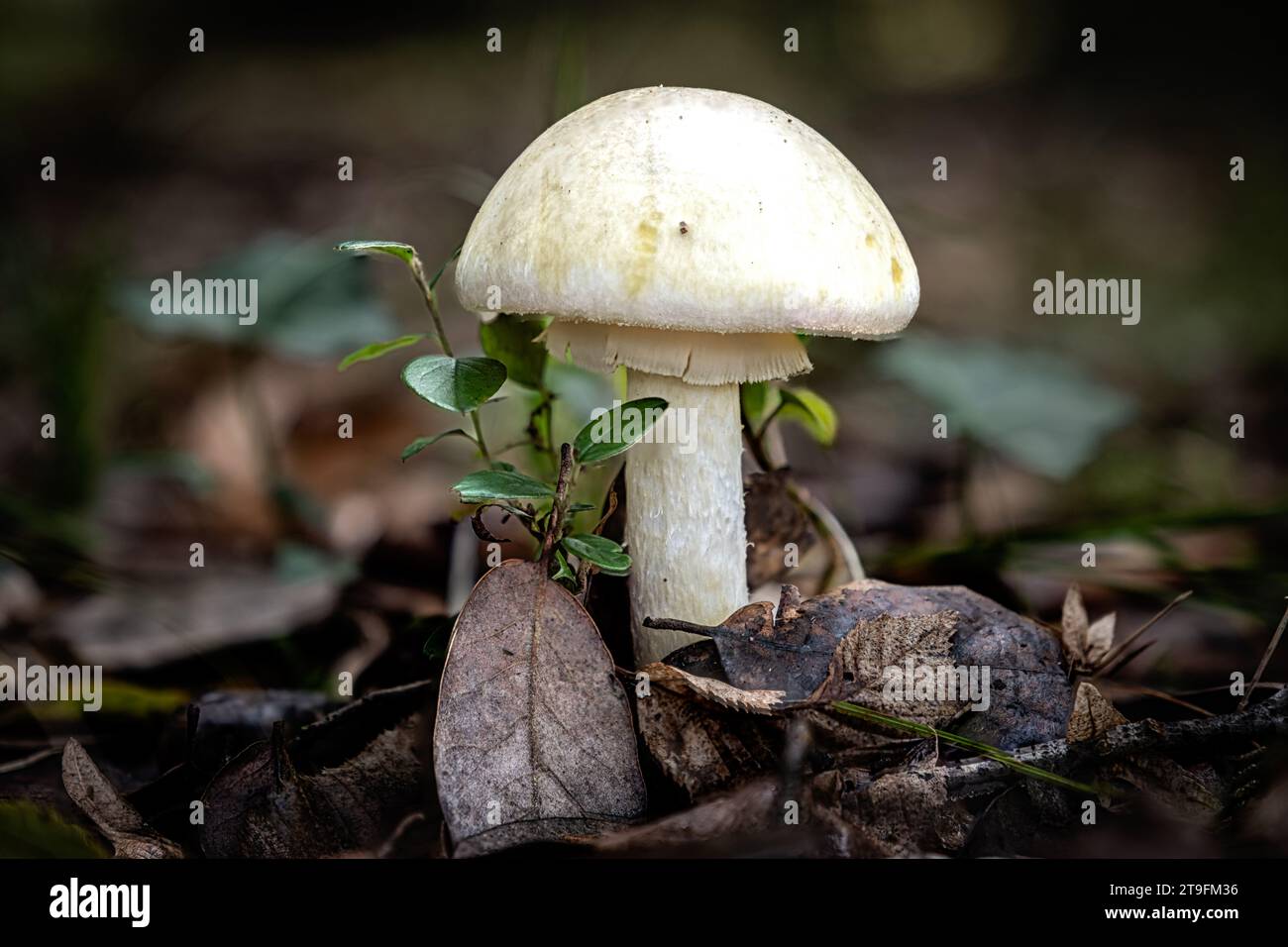 Death cap mushroom hi-res stock photography and images - Alamy