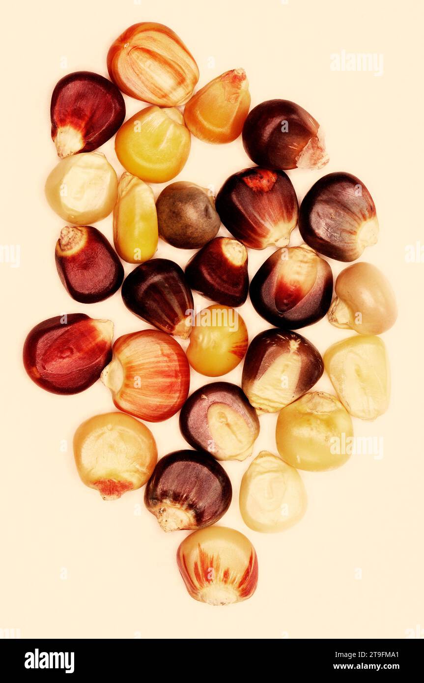 Zea mays 'Indian Mixed' – MAIZE SEEDS Stock Photo - Alamy