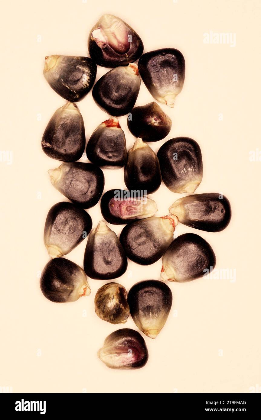 Zea mays 'Maasiqa'o Hopi Blue’ – MAIZE SEEDS Stock Photo - Alamy
