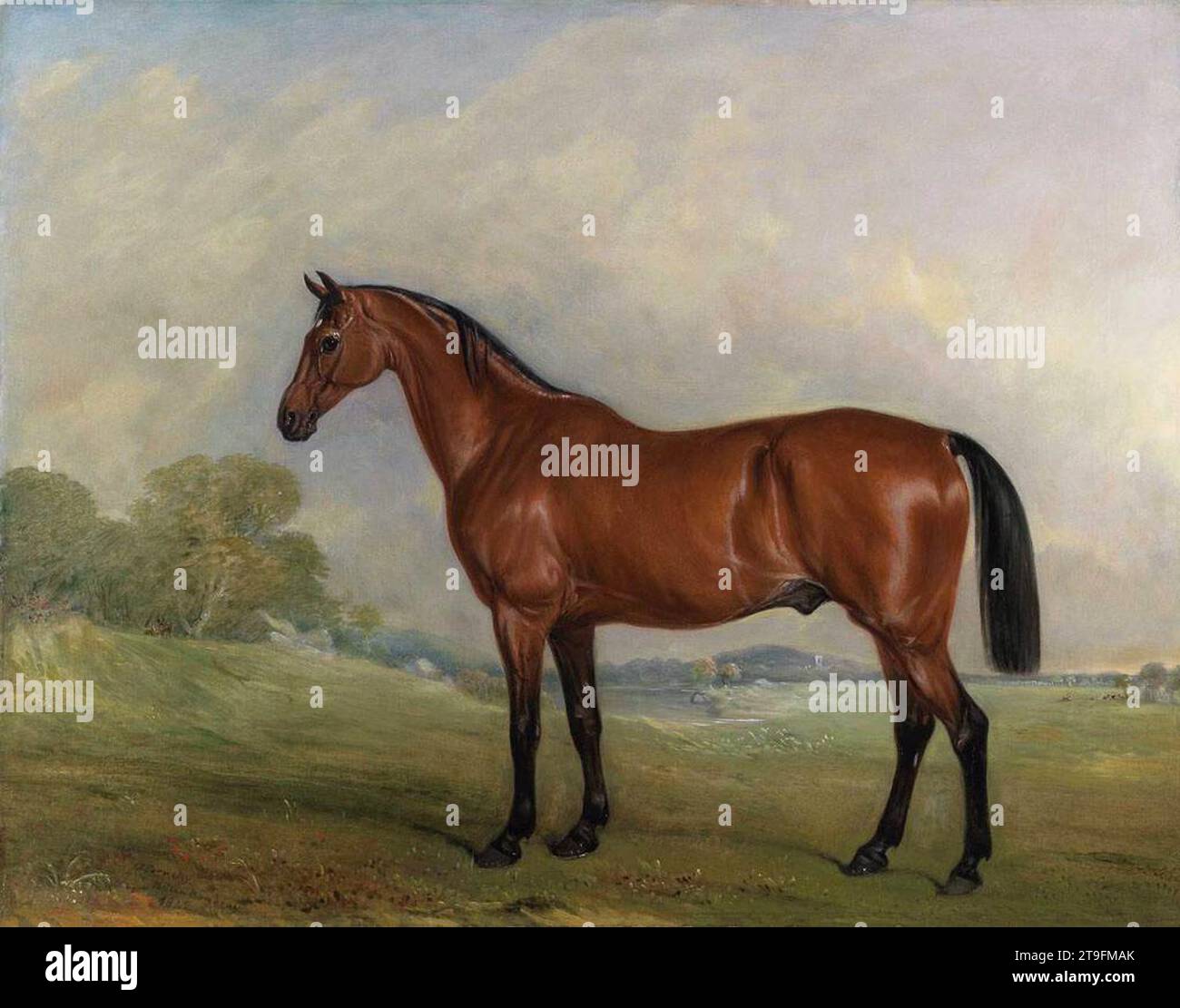 A favourite bay hunter hi-res stock photography and images - Alamy