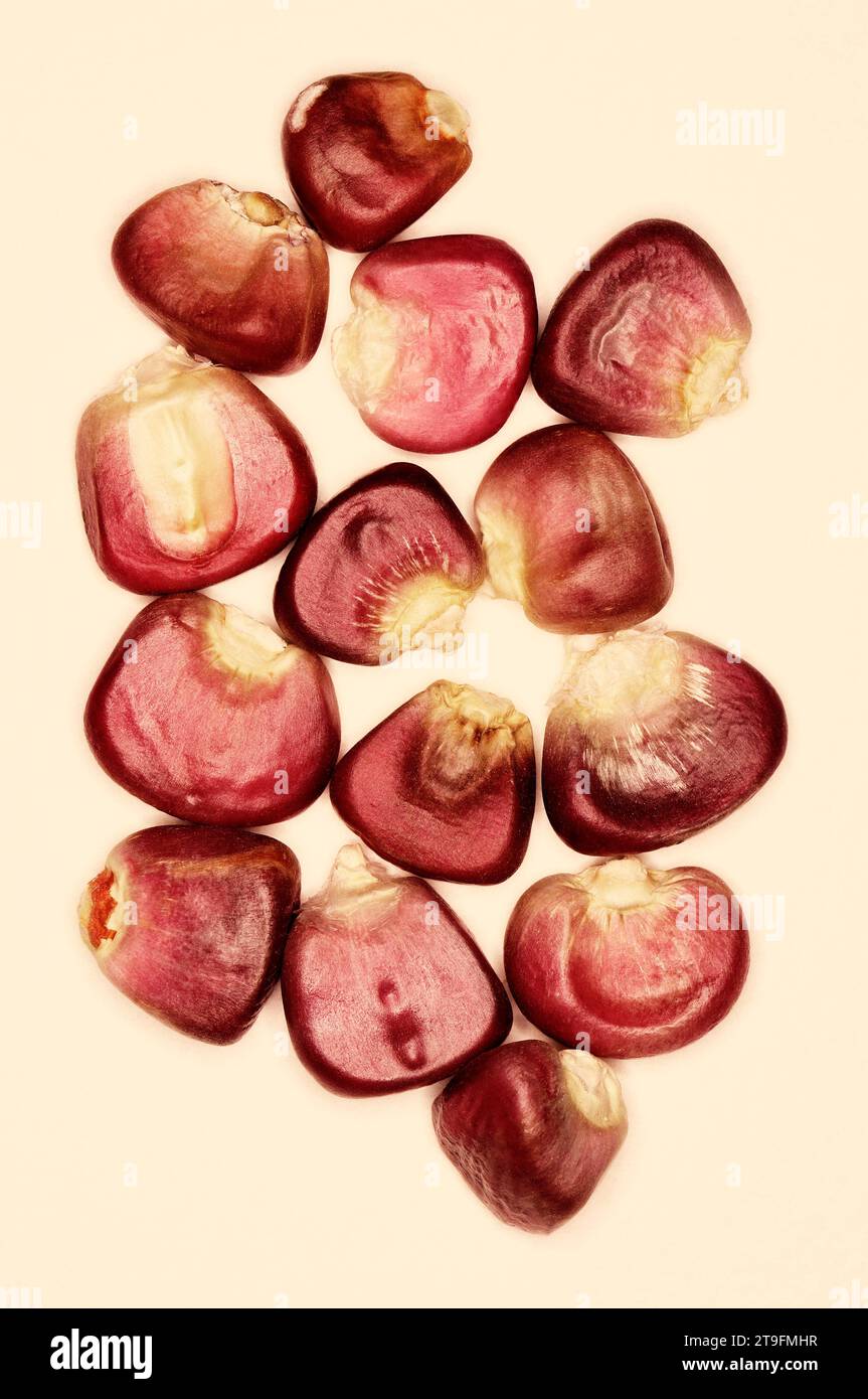 Heirloom corn hi-res stock photography and images - Alamy