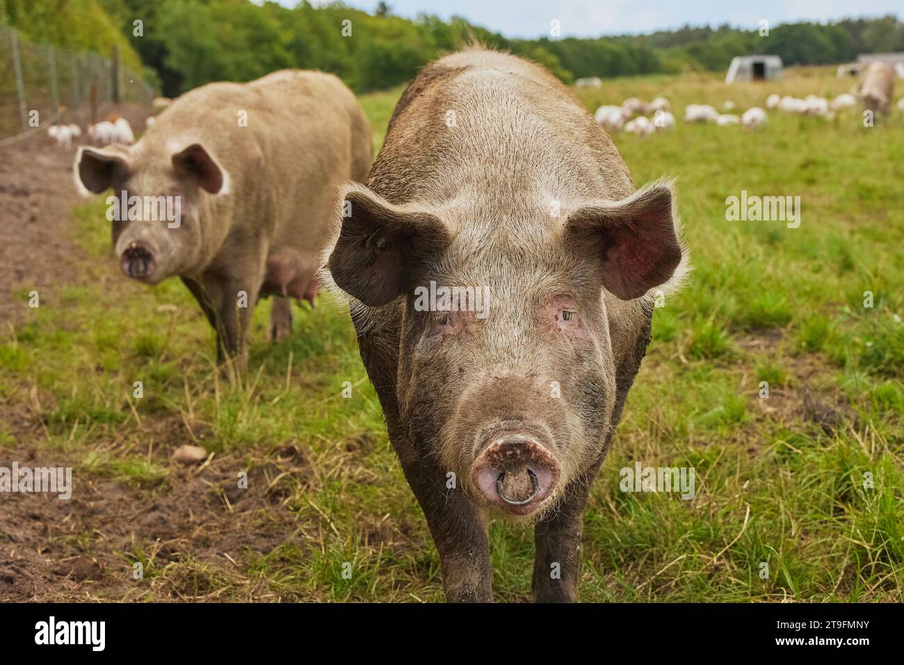 Eco pig farm in the field in Denmark Stock Photo - Alamy