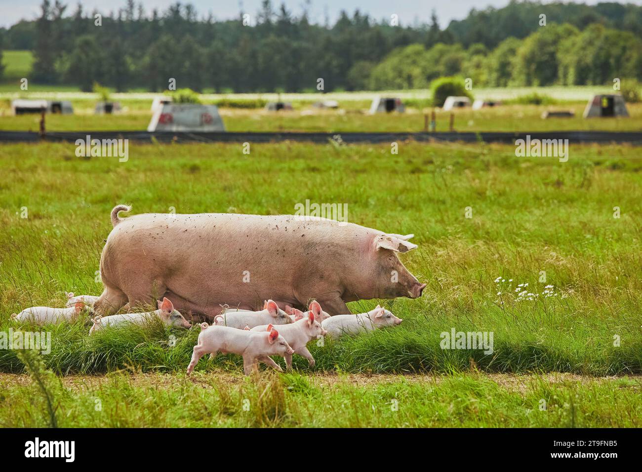 Eco pig farm in the field in Denmark Stock Photo - Alamy