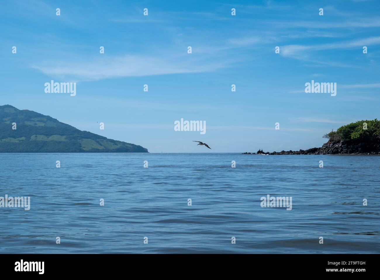 Pelican Flies Over a Calm Ocean by an Island Seen From Afar with ...