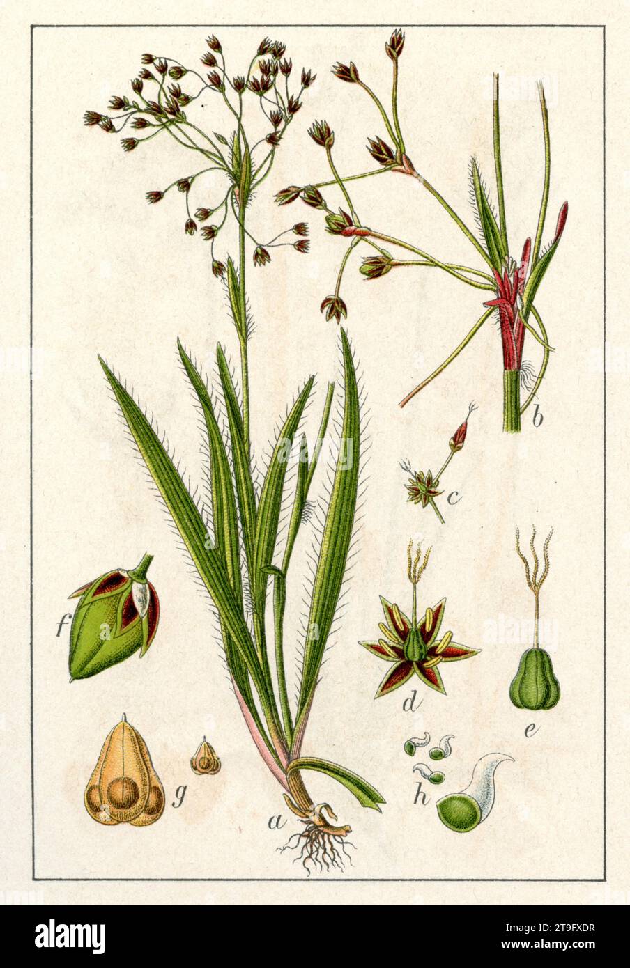 hairy woodrush Luzula pilosa, (botany book, 1906), Behaarte Hainsimse ...