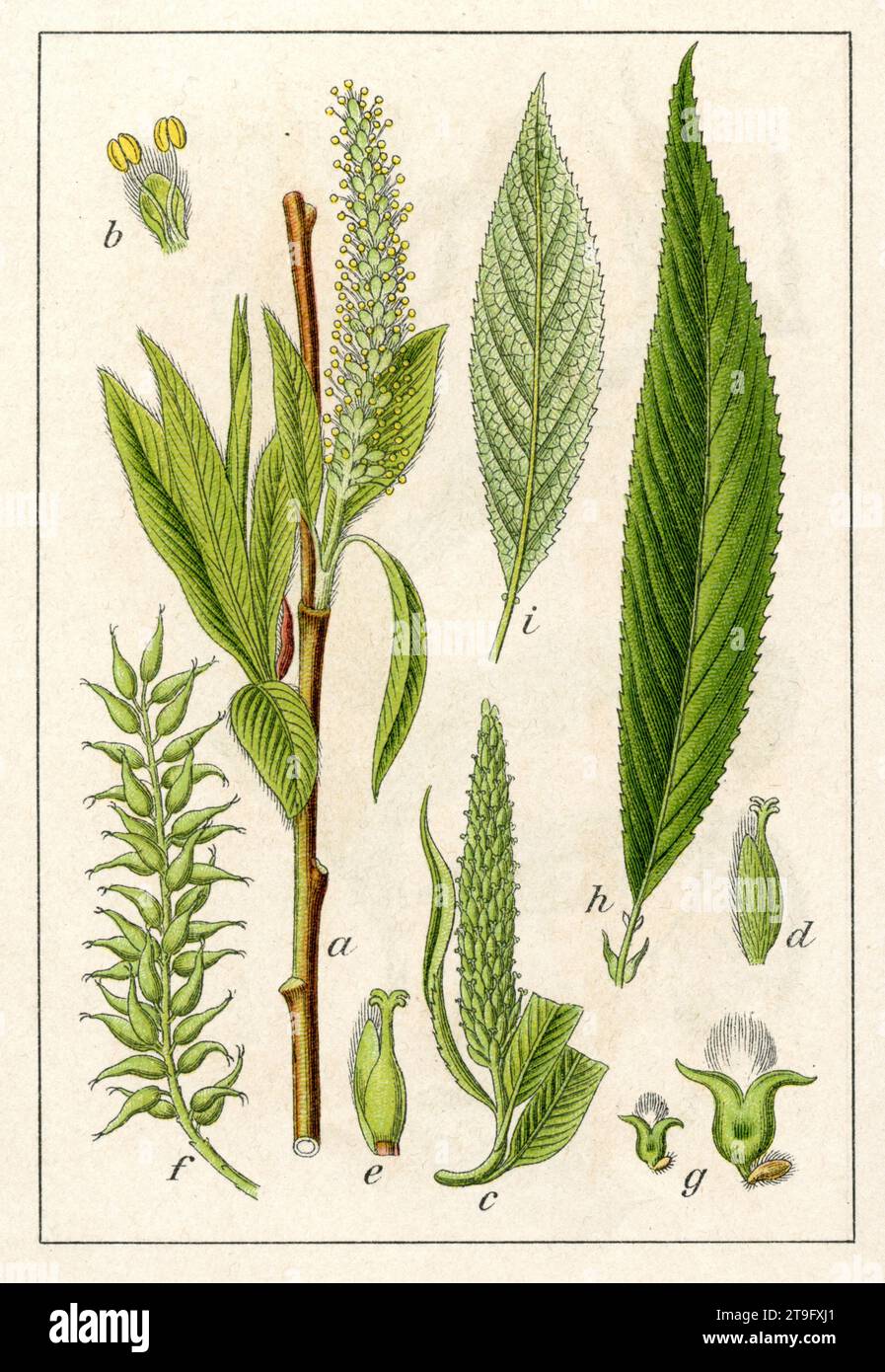 Salix fragilis Salix fragilis, (botany book, 1905), Bruch-Weide Stock ...