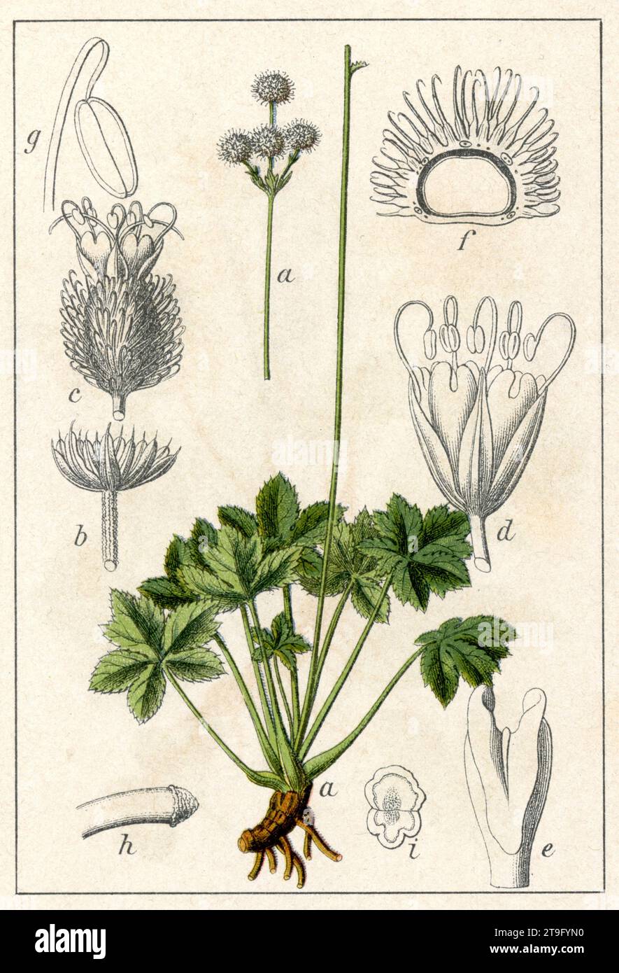 sanicle Sanicula europaea, (botany book, 1904), Wald-Sanikel Stock ...