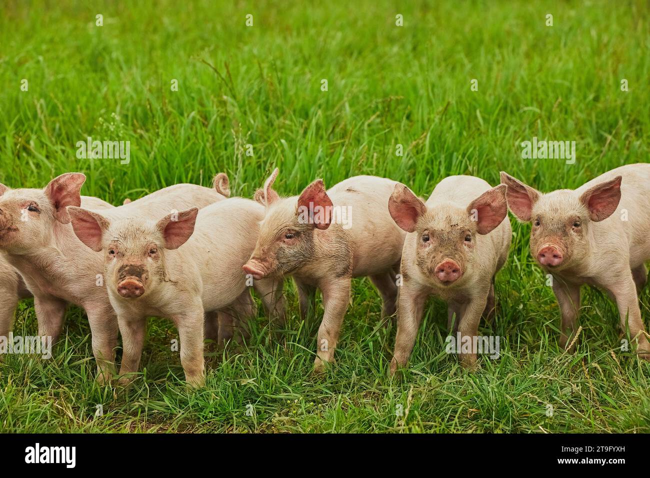 Eco pig farm in the field in Denmark. Cute pig in the pasture Stock ...