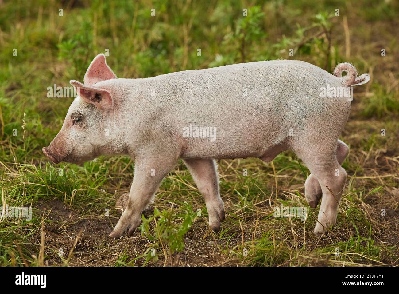 Eco pig farm in the field in Denmark. Cute pig in the pasture Stock ...