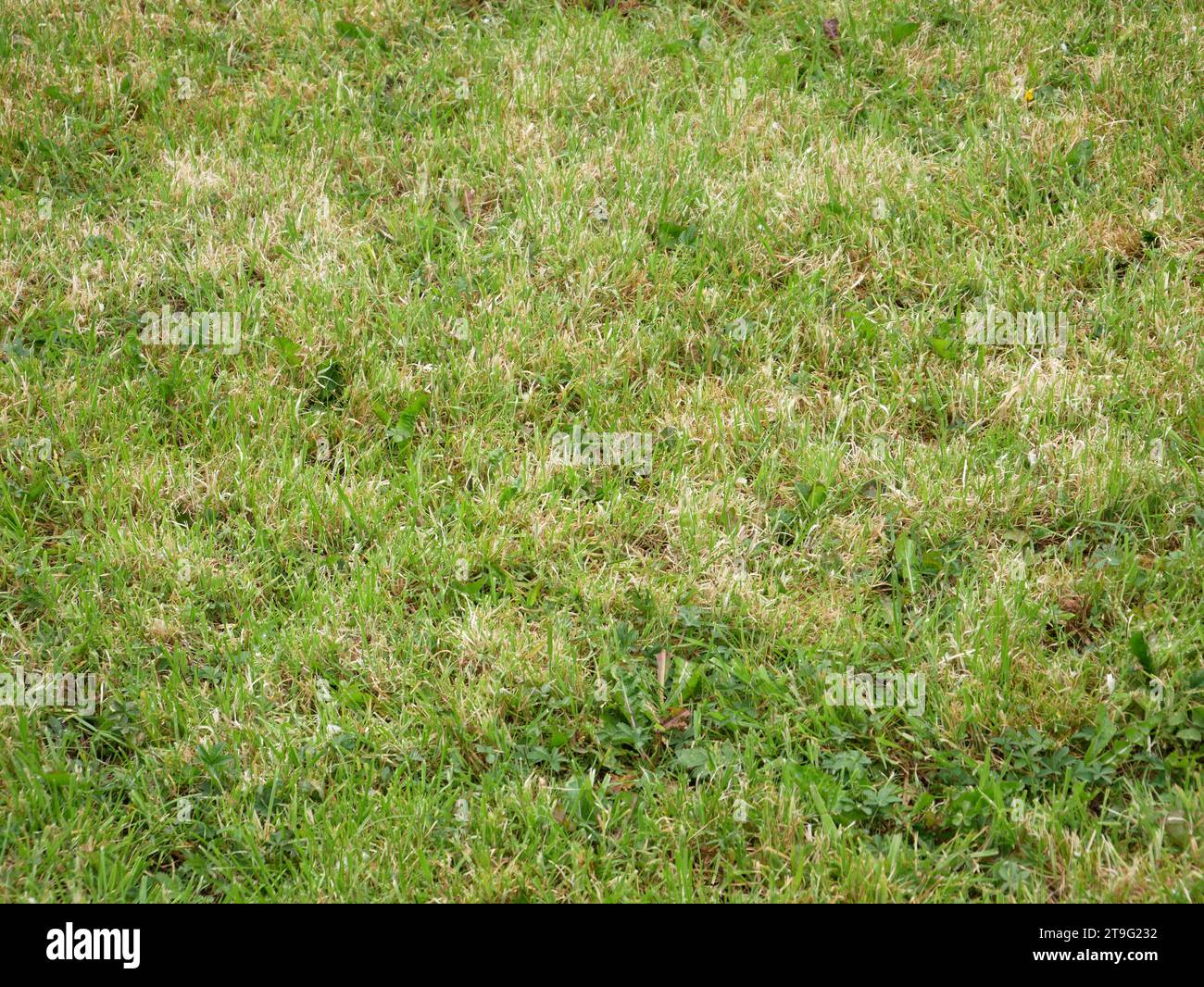 Fresh green grass background, close view macro photo with blurred edges ...