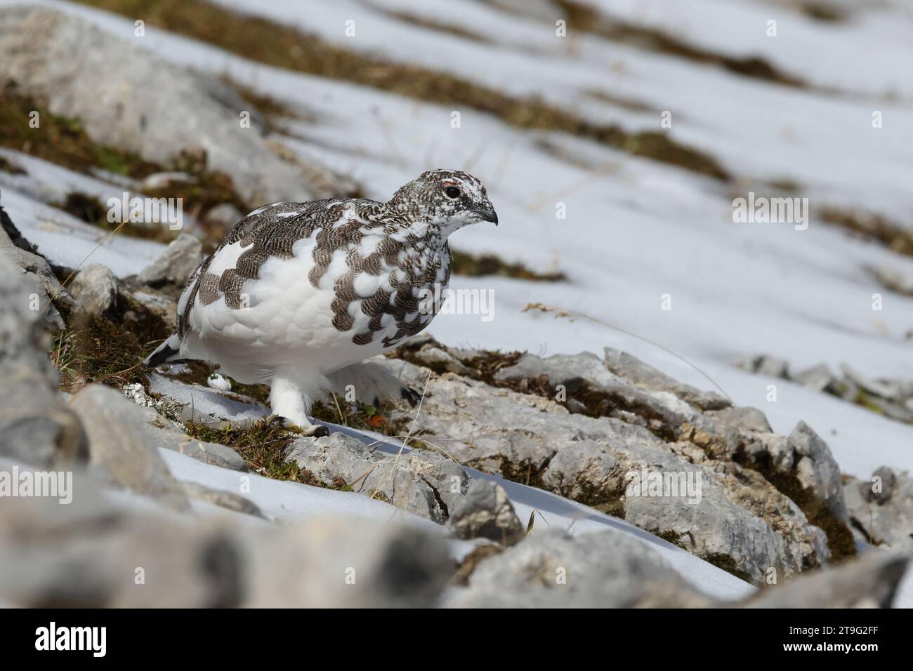 Rock Ptarmigan (Lagopus muta, subspecies helvetica) in the freshly ...