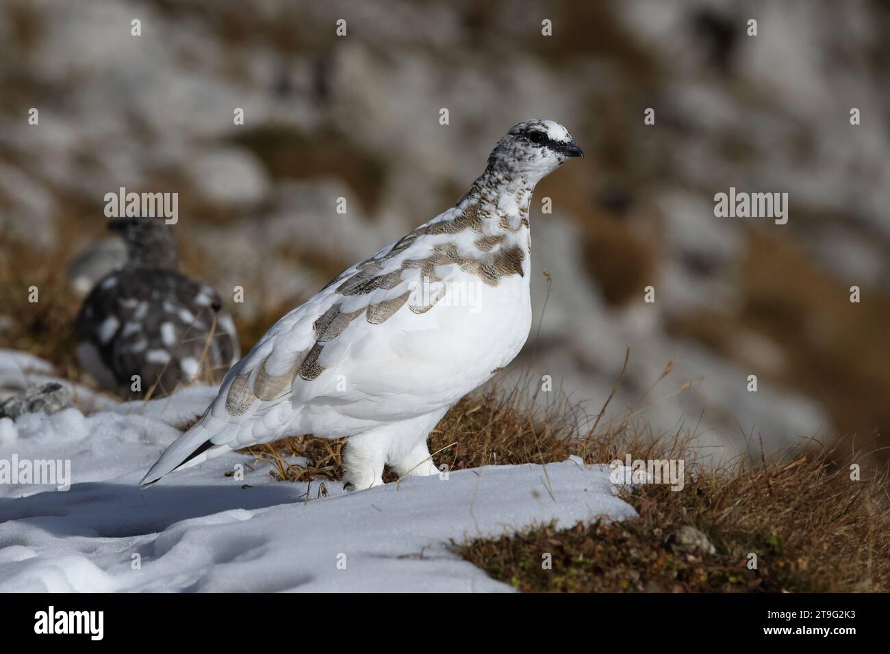 Rock Ptarmigan (Lagopus muta, subspecies helvetica) in the freshly ...