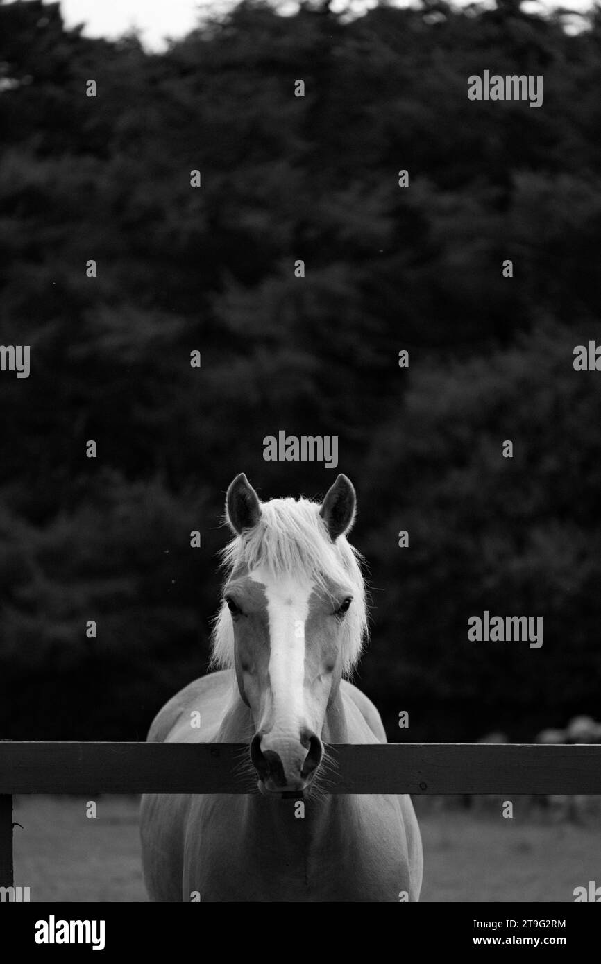 Black white picture horse Black and White Stock Photos & Images - Alamy