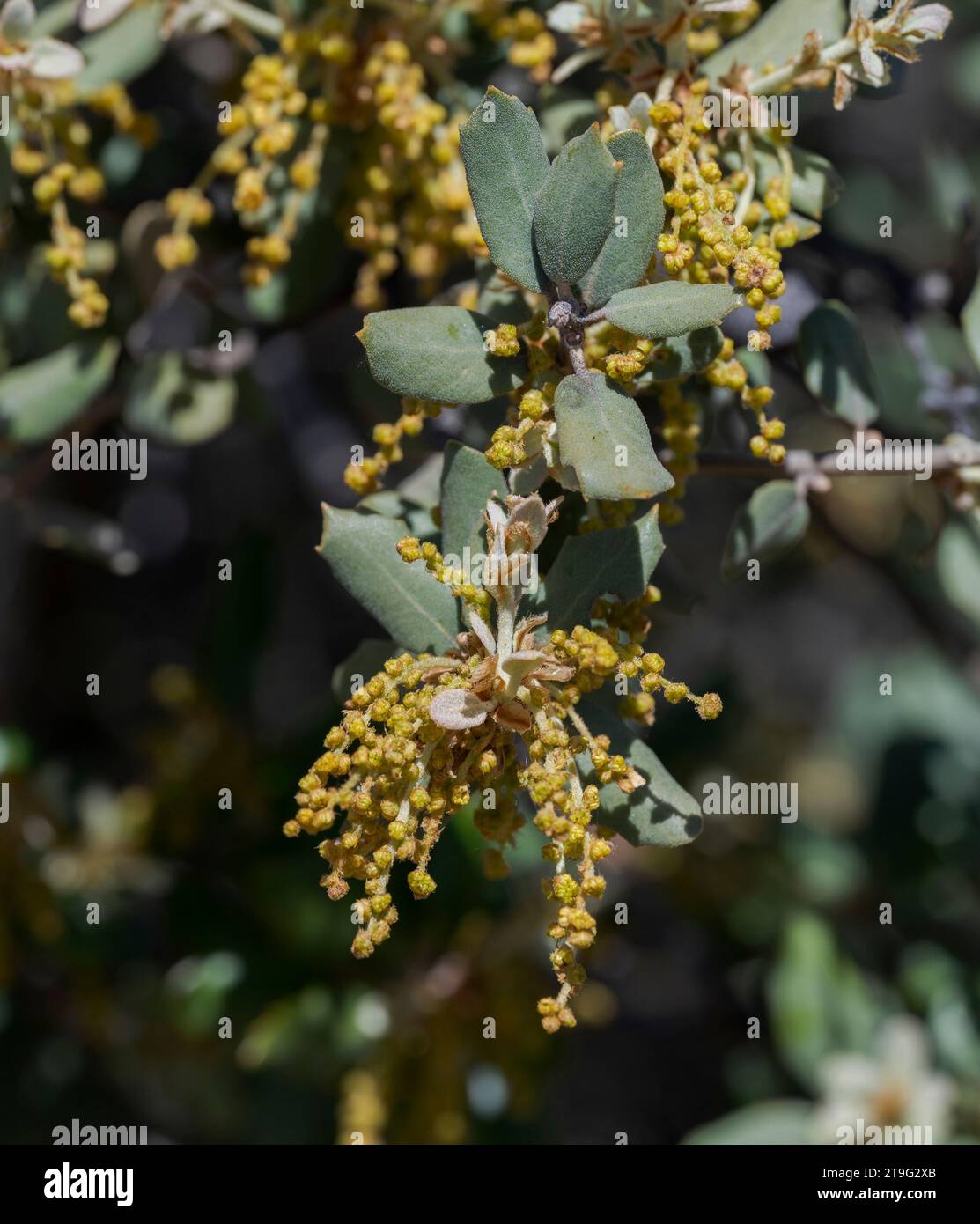 Male flowers of Holm oak, Quercus rotundifolia, growing on the rocks ...