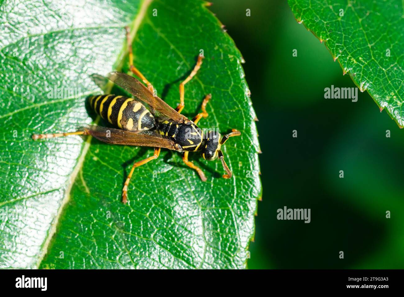 European wasp. Ultra macro photo. Wasp on a green leaf. Parts of the ...