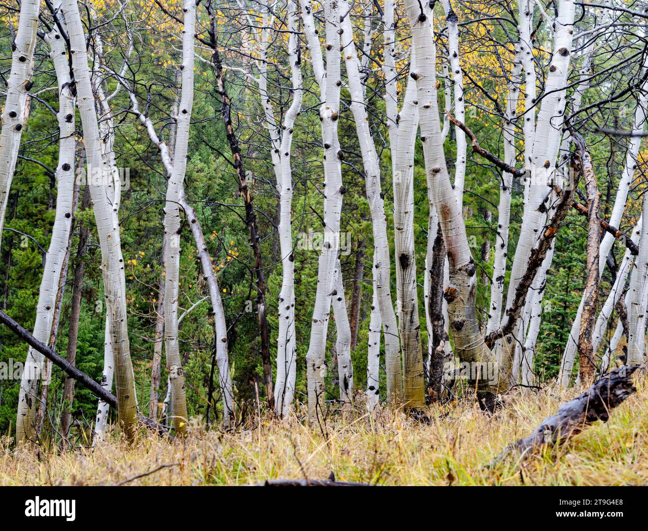 Many aspen trees forming a forest in the rain Stock Photo - Alamy