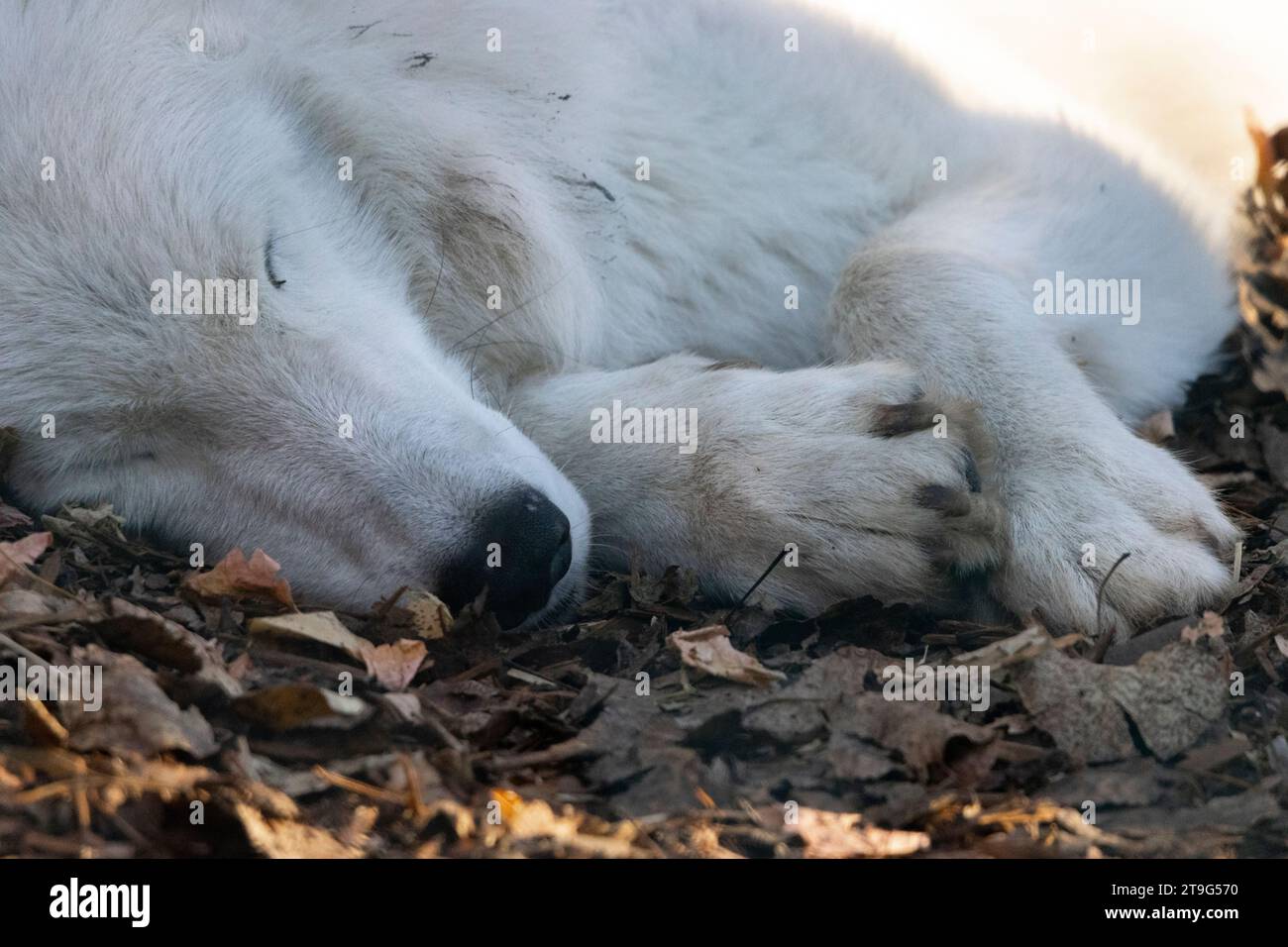 arctic wolf laying on ground in autumn close up of face Stock Photo - Alamy
