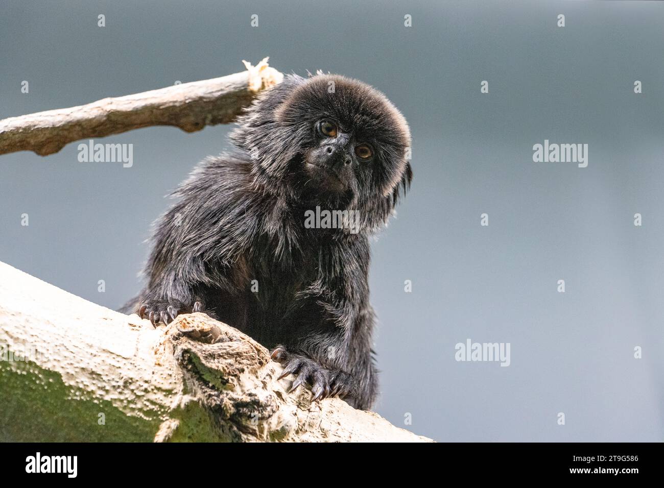 small black monkey looking straight at camera Stock Photo - Alamy