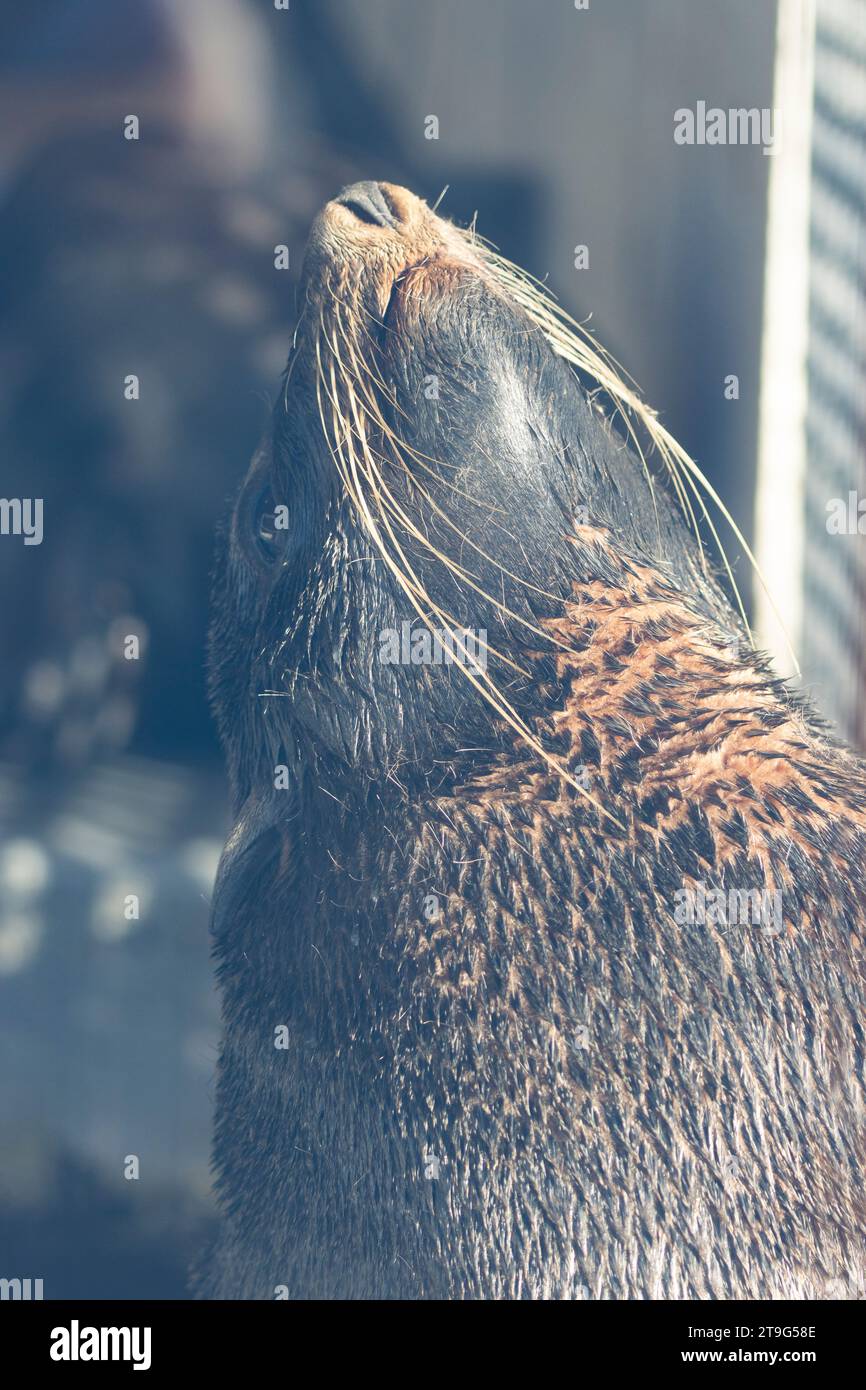 seal looking straight up Stock Photo - Alamy