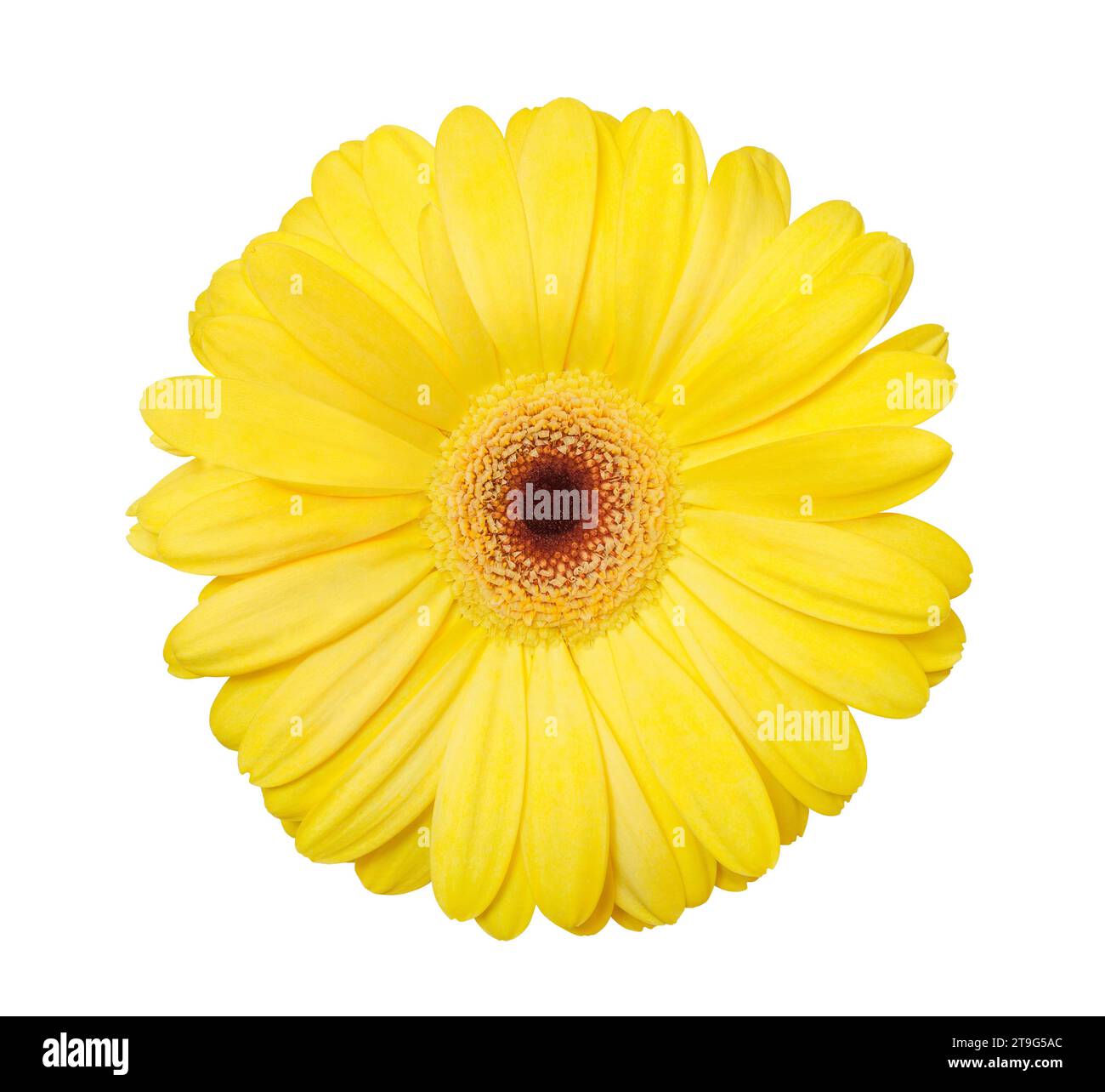 Gerbera, yellow flower bud top view, isolated on white background with ...