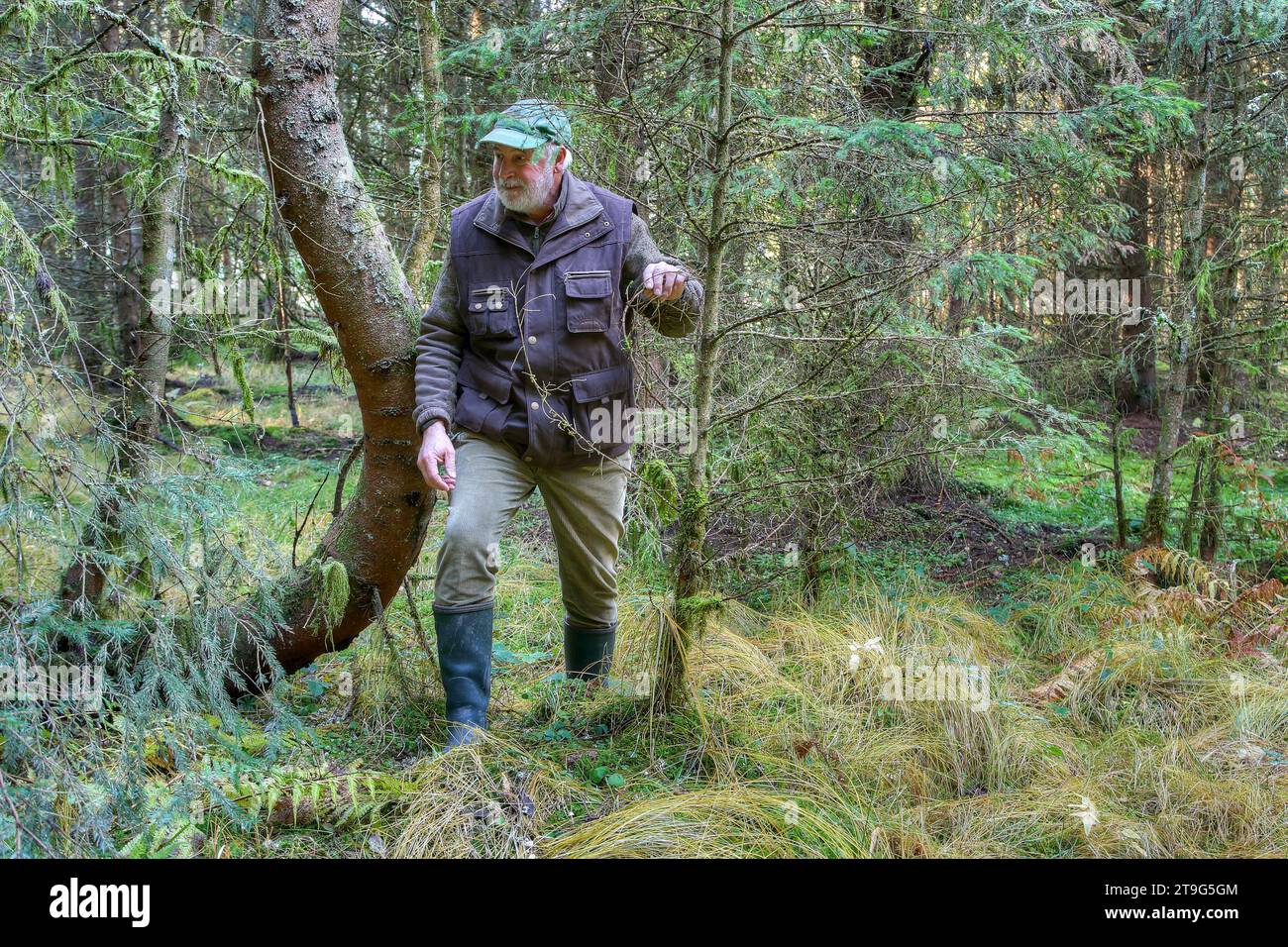 A man wanders through the wild forest, past a fascinating S-shaped tree ...
