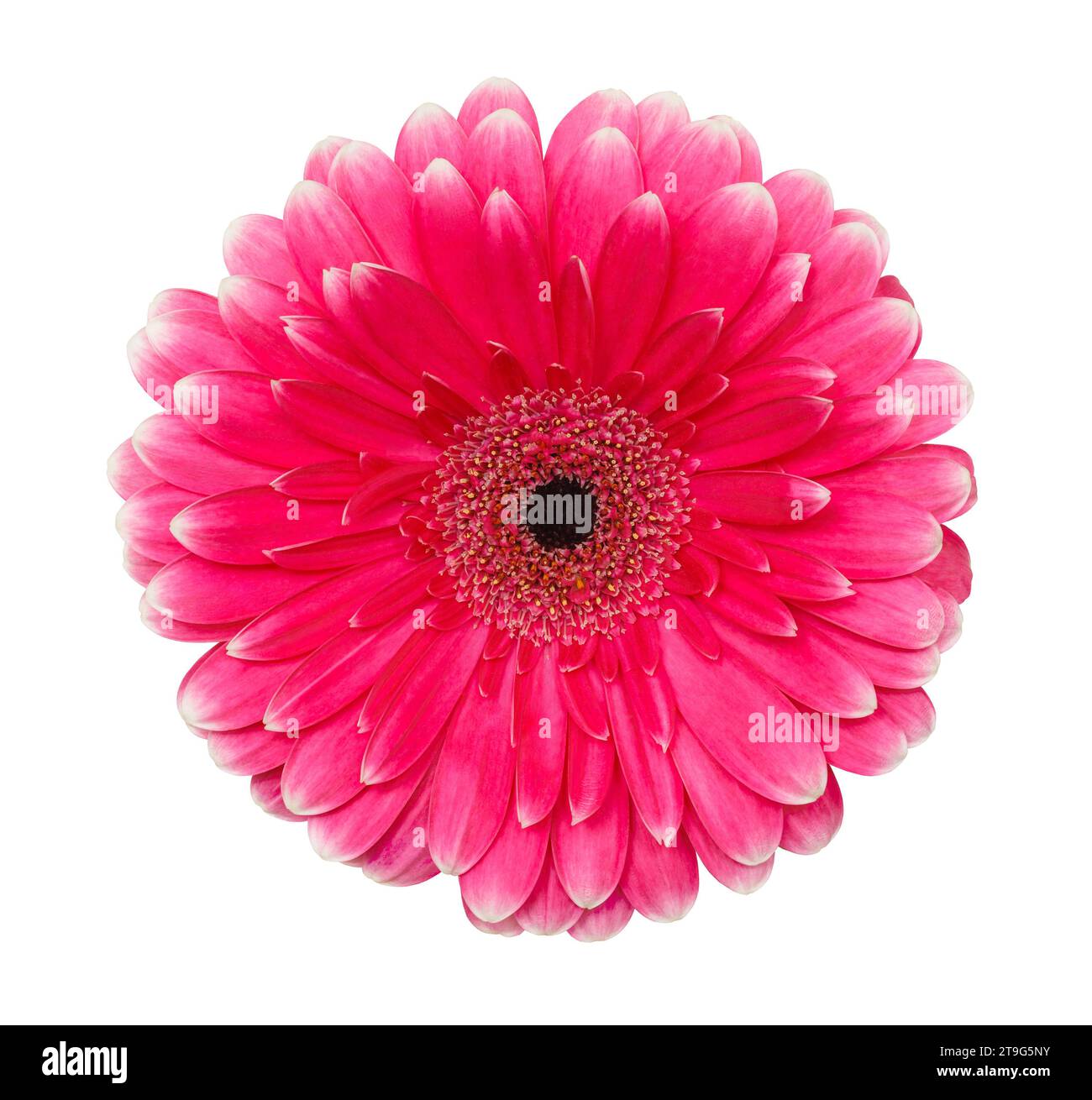 Gerbera, red pink flower bud top view, isolated on white background ...
