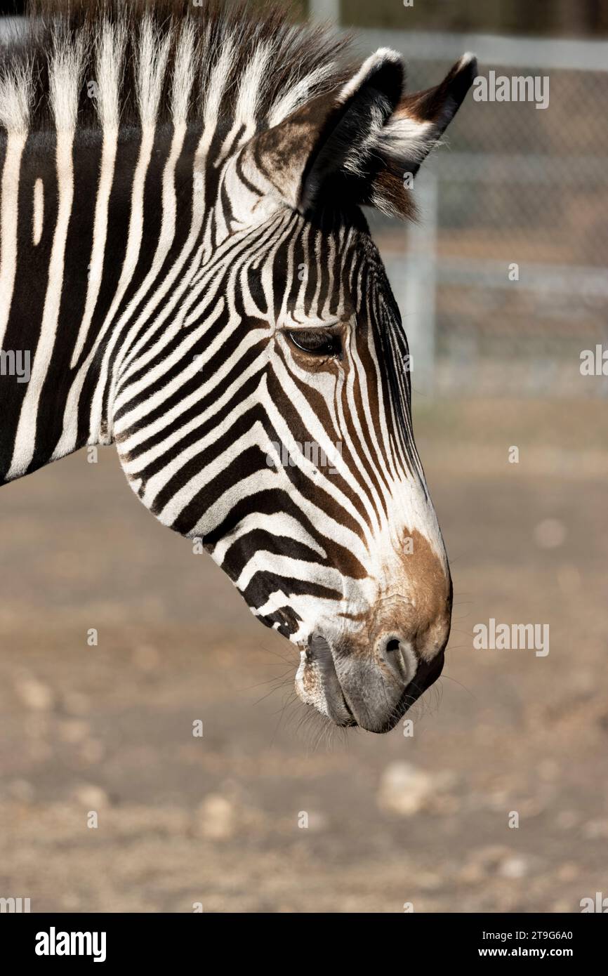 side profile zebra face Stock Photo - Alamy