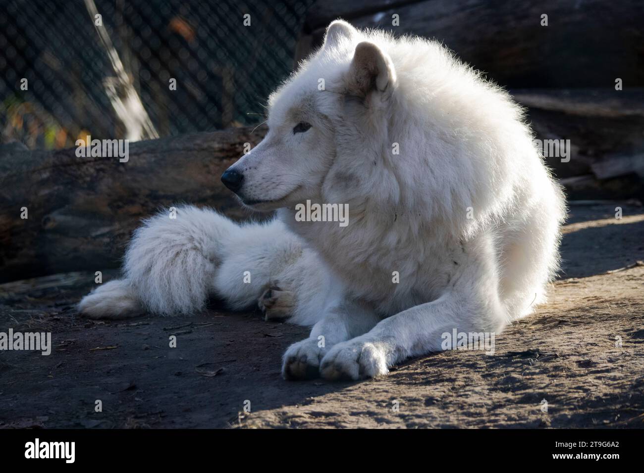 Arctic wolf in zoo hi-res stock photography and images - Alamy
