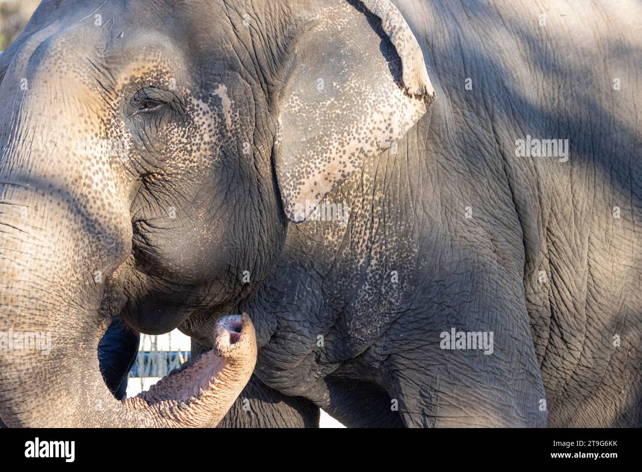 Elephant face hi-res stock photography and images - Alamy