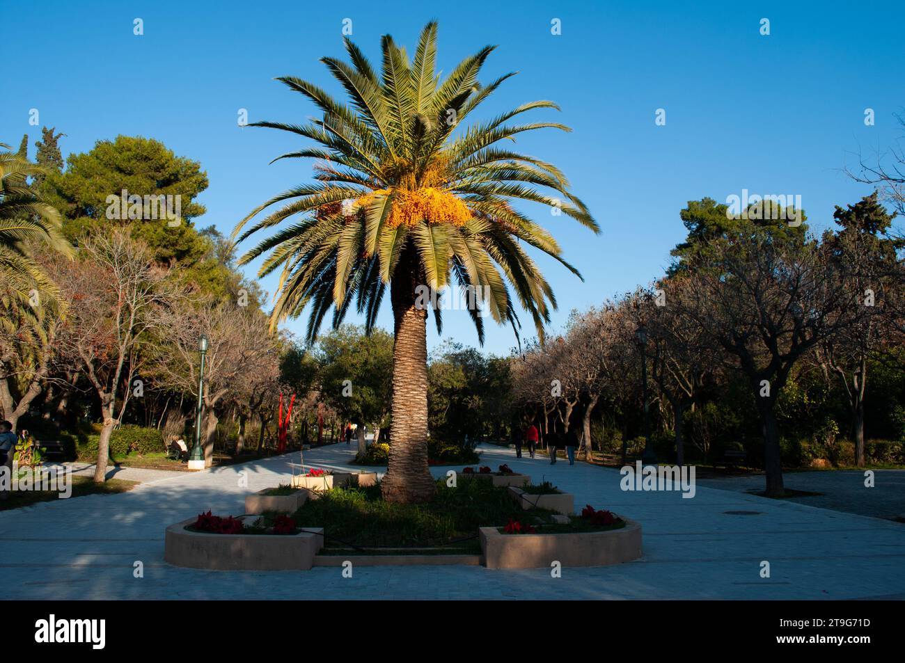 A phoenix in Pedion of Areos in Athens Stock Photo - Alamy