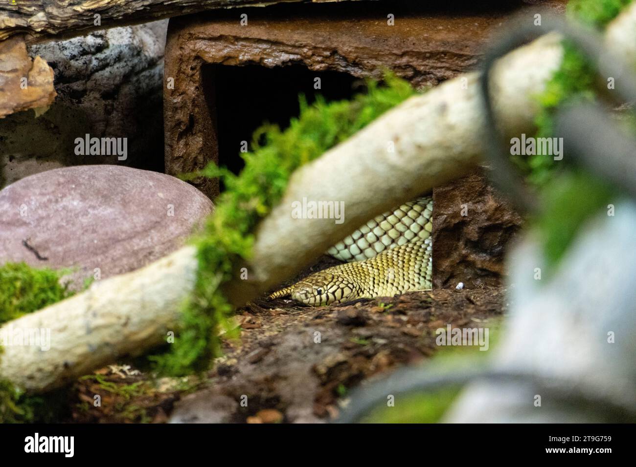 snake hiding in rocks Stock Photo - Alamy