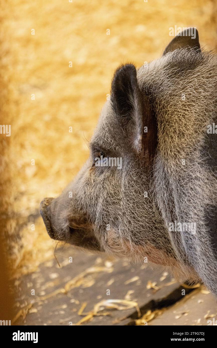 Pig face hi-res stock photography and images - Alamy