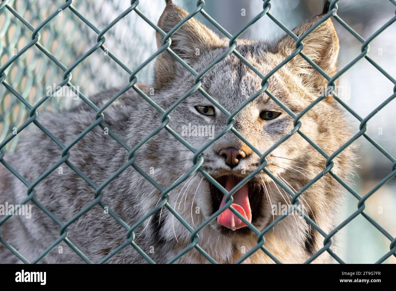 Canadian lynx hi-res stock photography and images - Alamy