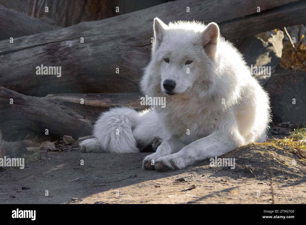 arctic wolf laying on ground in autumn Stock Photo - Alamy