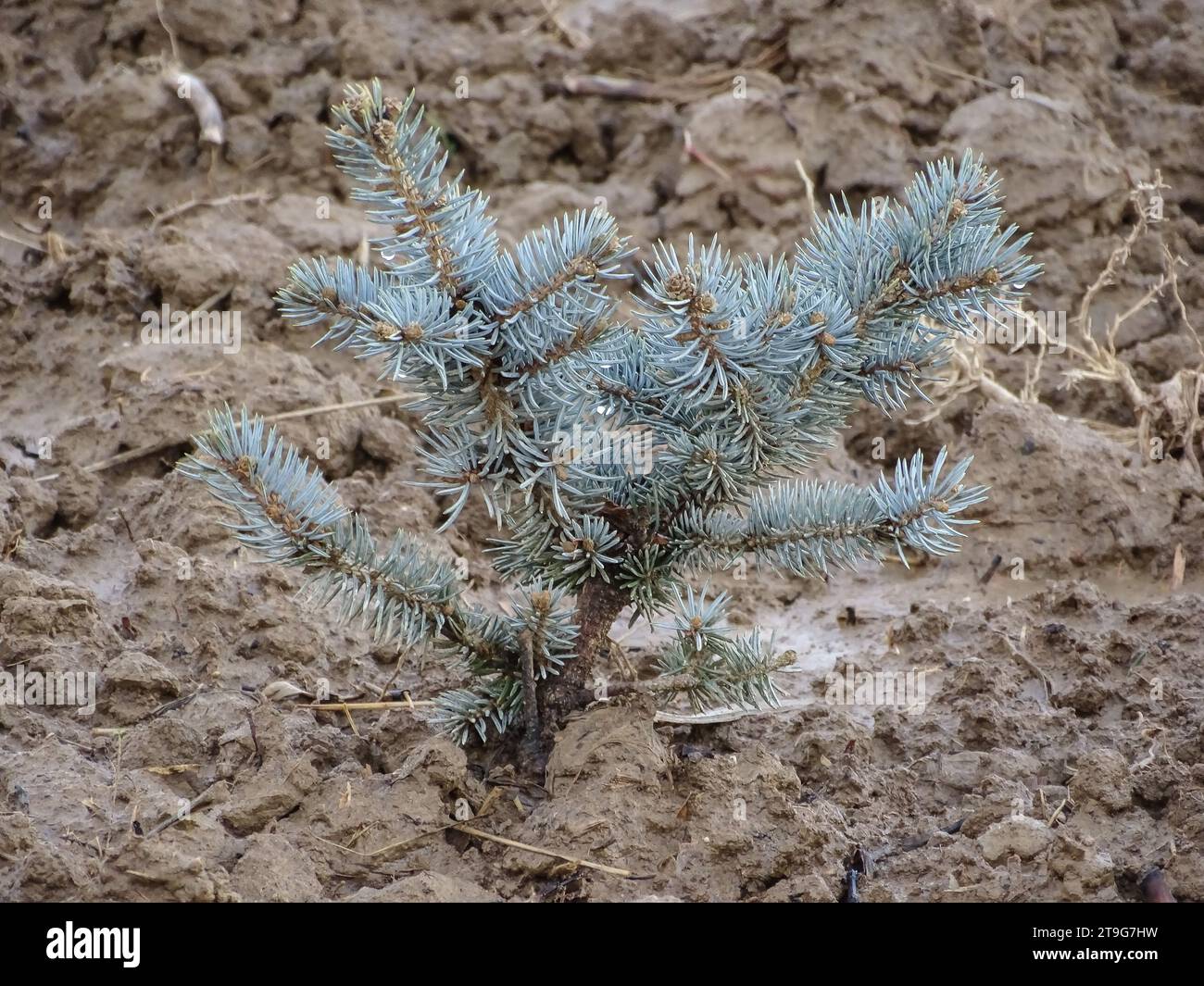 A small Colorado blue spruce tree in the ground Stock Photo - Alamy