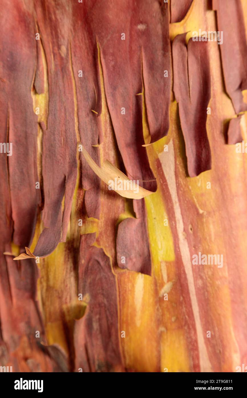 Peeling bark of the Strawberry tree Arbutus x Andrachnoides Stock Photo ...