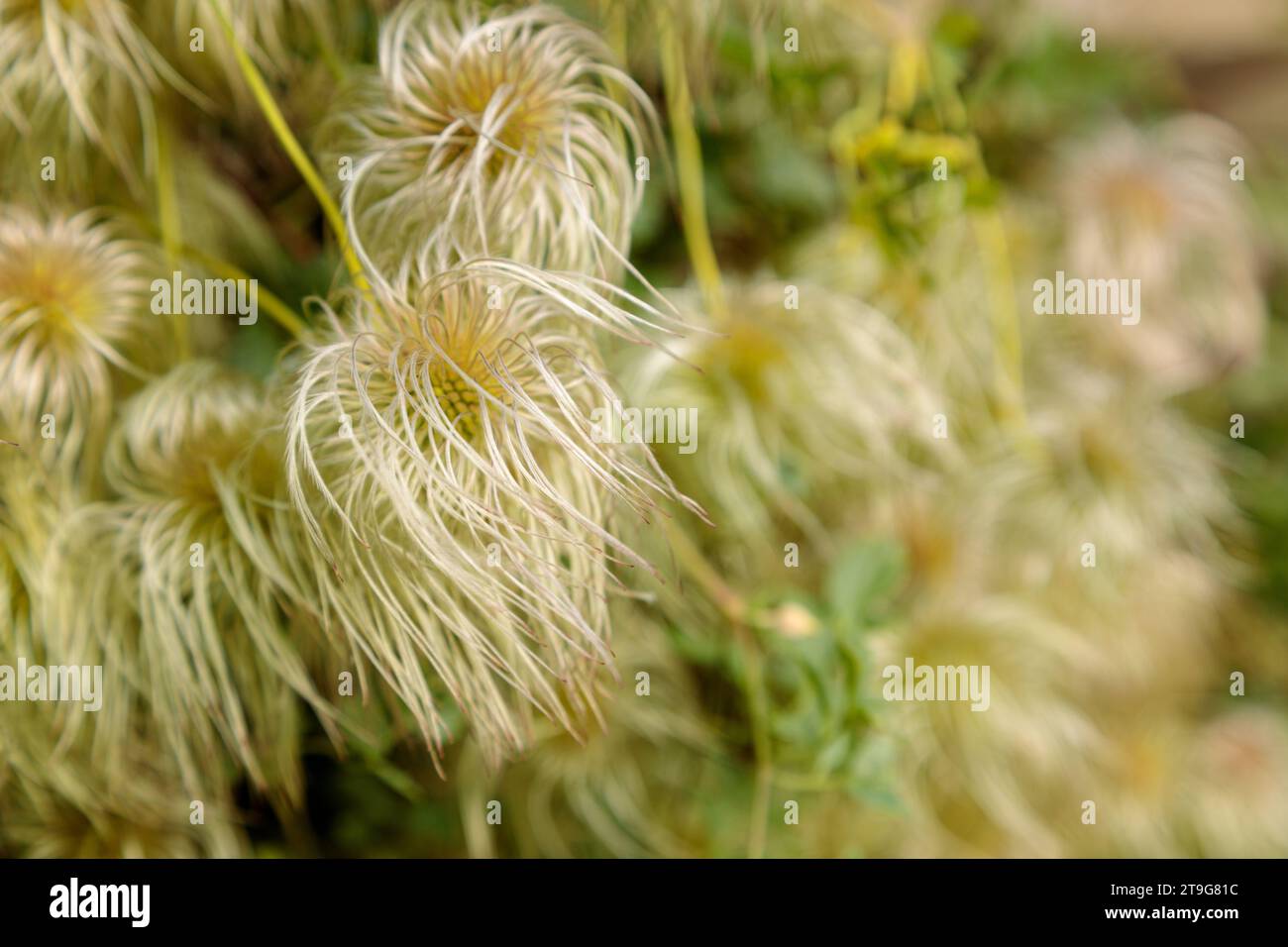 Autumn clematis garden hi-res stock photography and images - Alamy