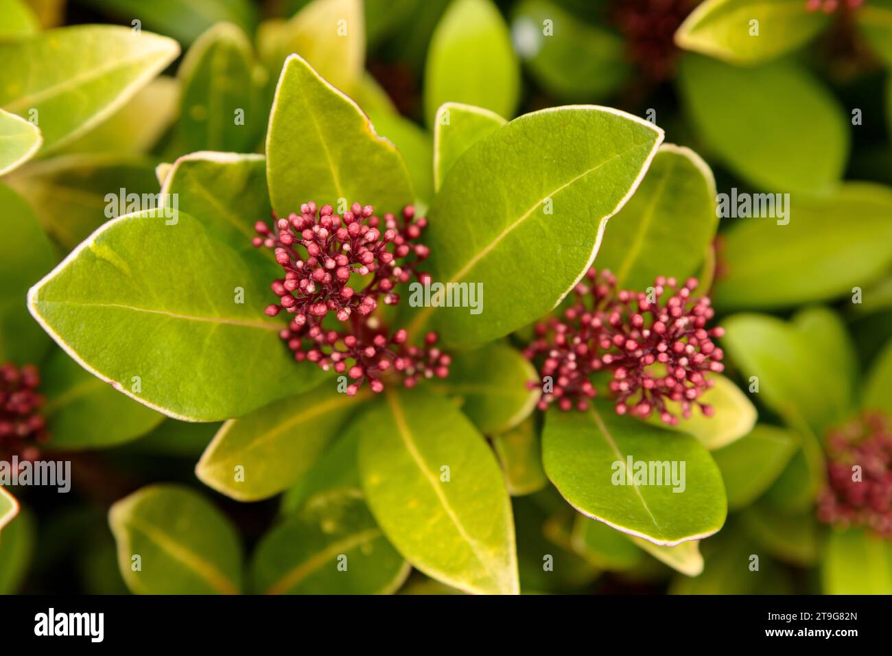 Plant with pink berries hi-res stock photography and images - Alamy