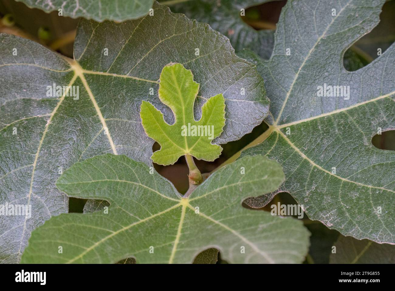Fig tree leaves in different shades of green, and in different sizes ...