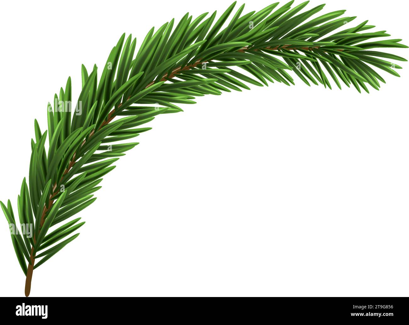 Green Christmas fir tree branch element. Vector illustration Stock ...
