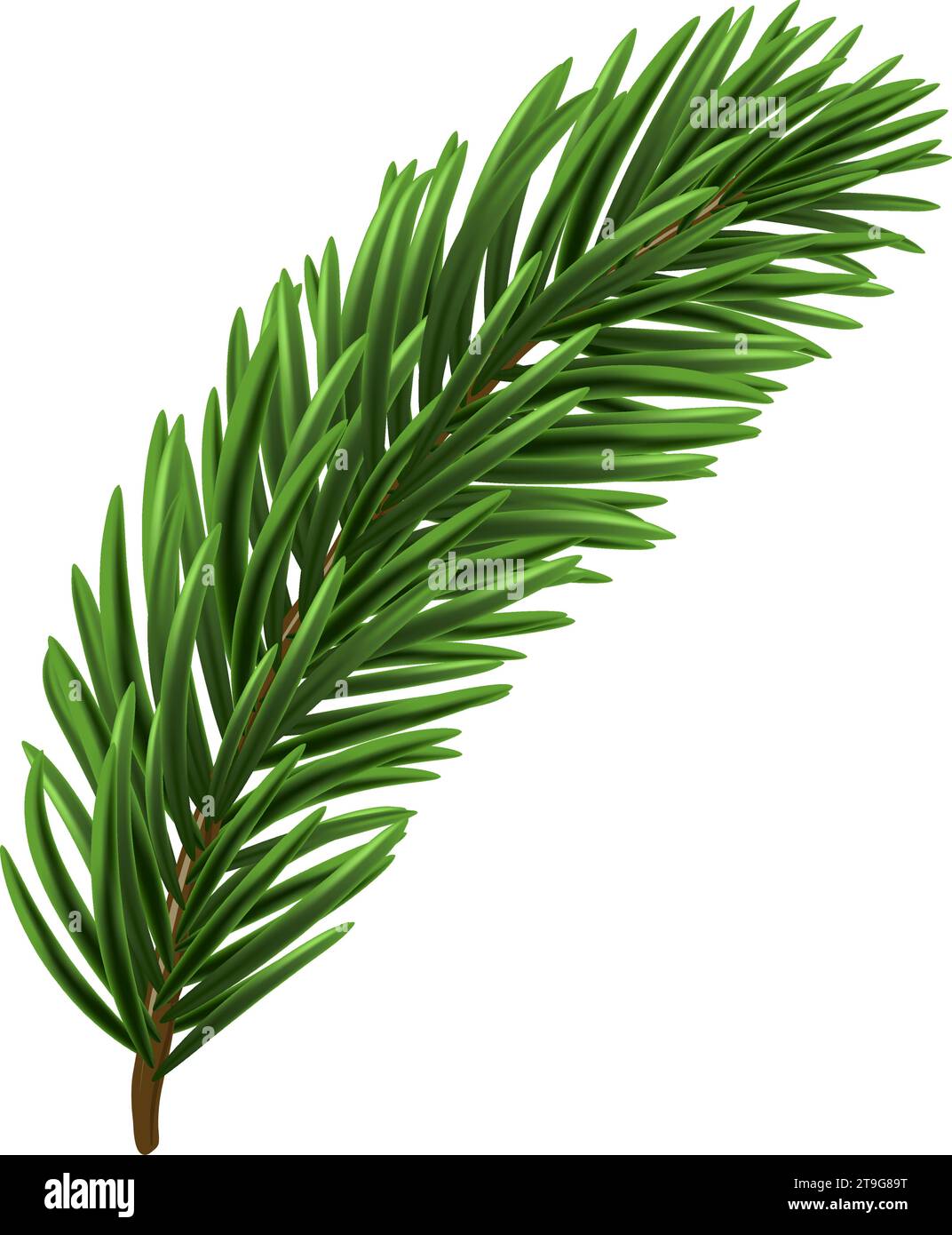 Green Christmas fir tree branch element. Vector illustration Stock ...