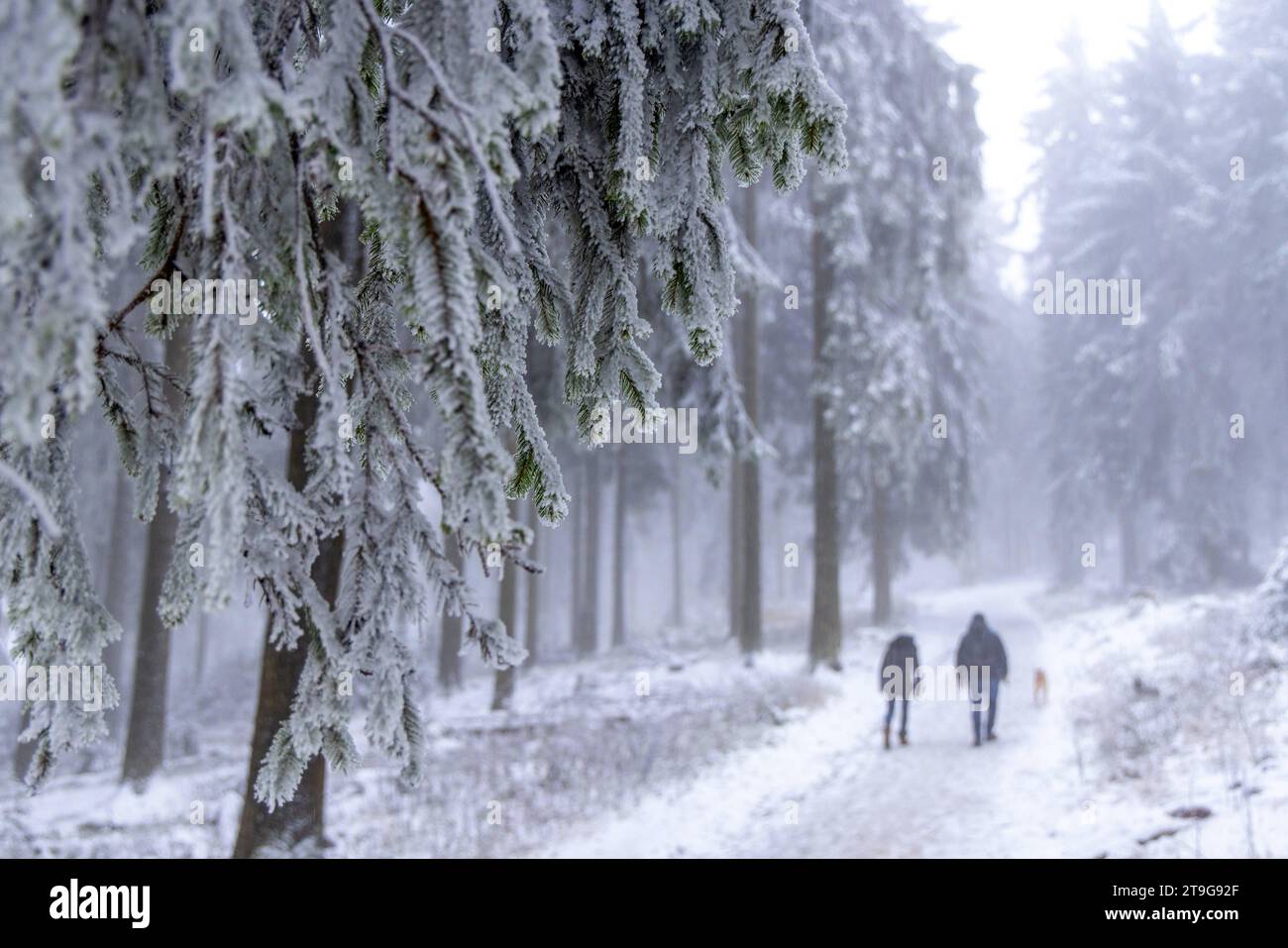 Winter im Taunus Die Landschaft am Großen Feldberg im Taunus zeigt sich ...