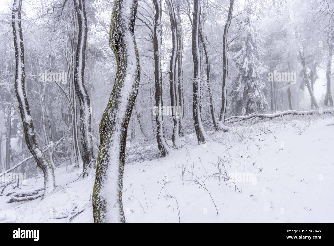 Winter im Taunus Die Landschaft am Großen Feldberg im Taunus zeigt sich ...