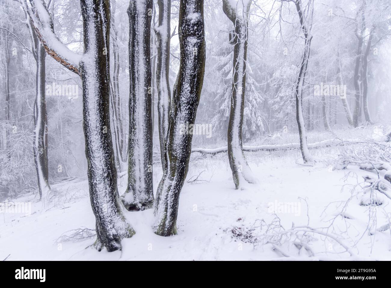 Winter im Taunus Die Landschaft am Großen Feldberg im Taunus zeigt sich ...