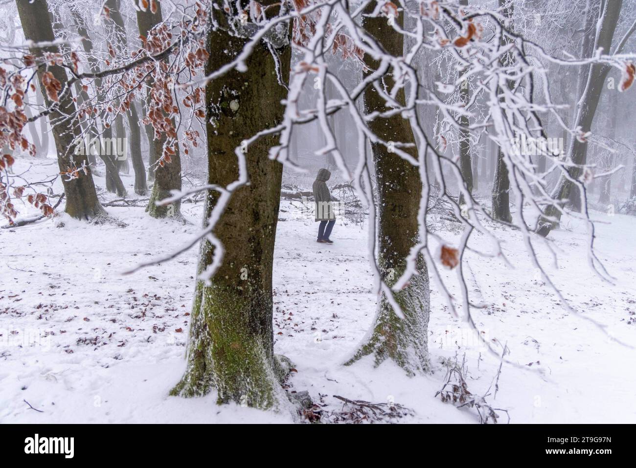 Winter im Taunus Die Landschaft am Großen Feldberg im Taunus zeigt sich ...
