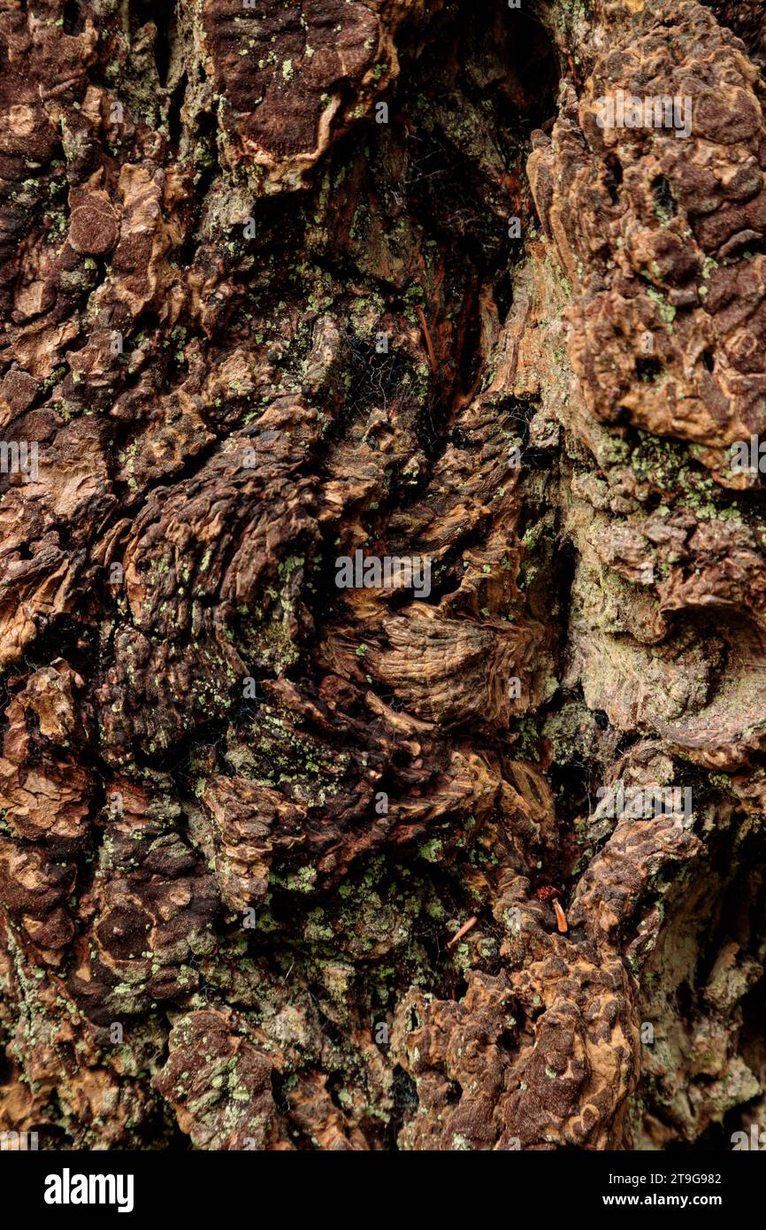 Fissures and textures in old knarly tree bark Stock Photo - Alamy