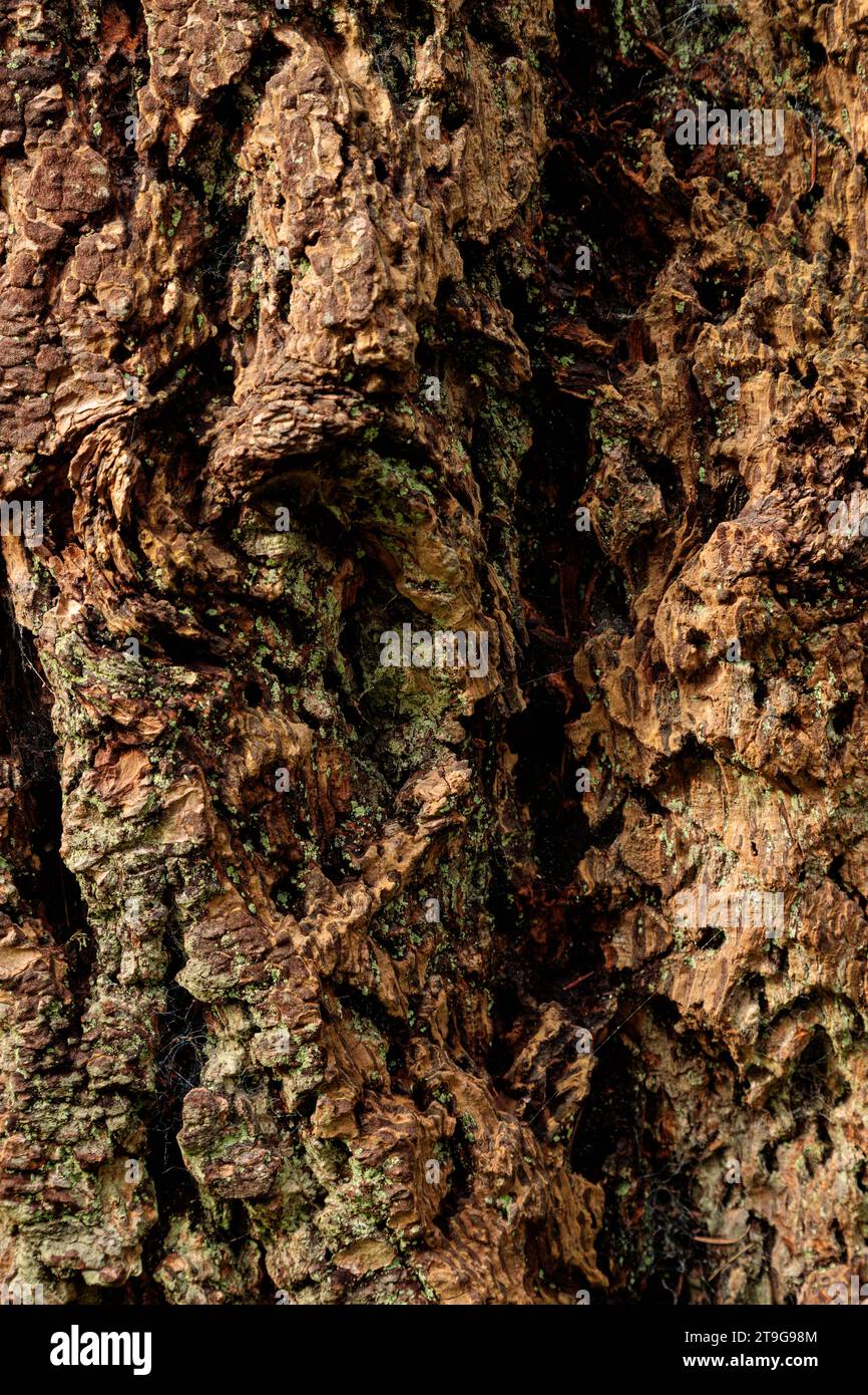 Knarly old tree hi-res stock photography and images - Alamy