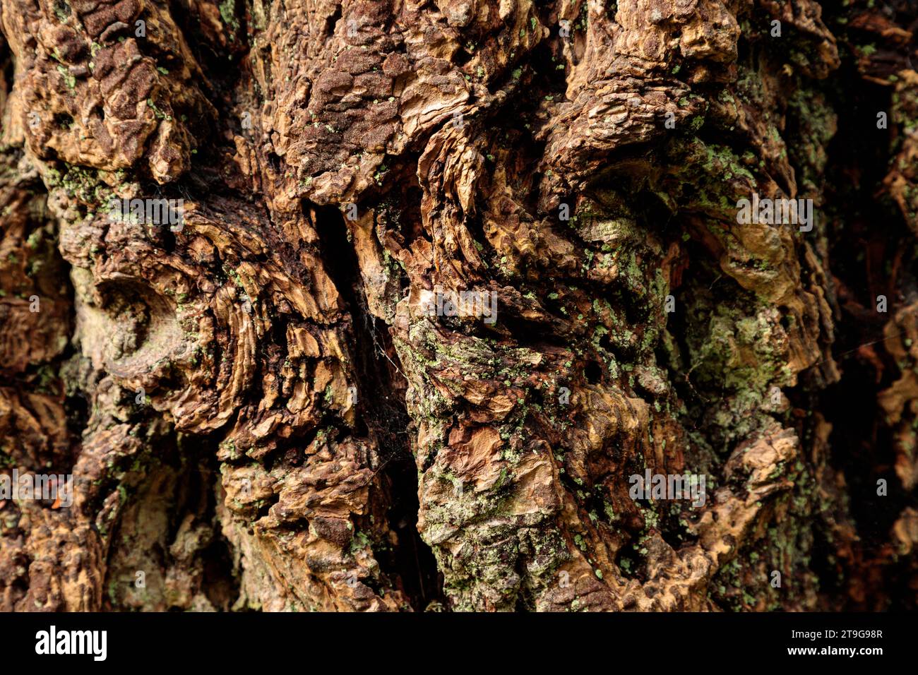 Fissures and textures in old knarly tree bark Stock Photo - Alamy