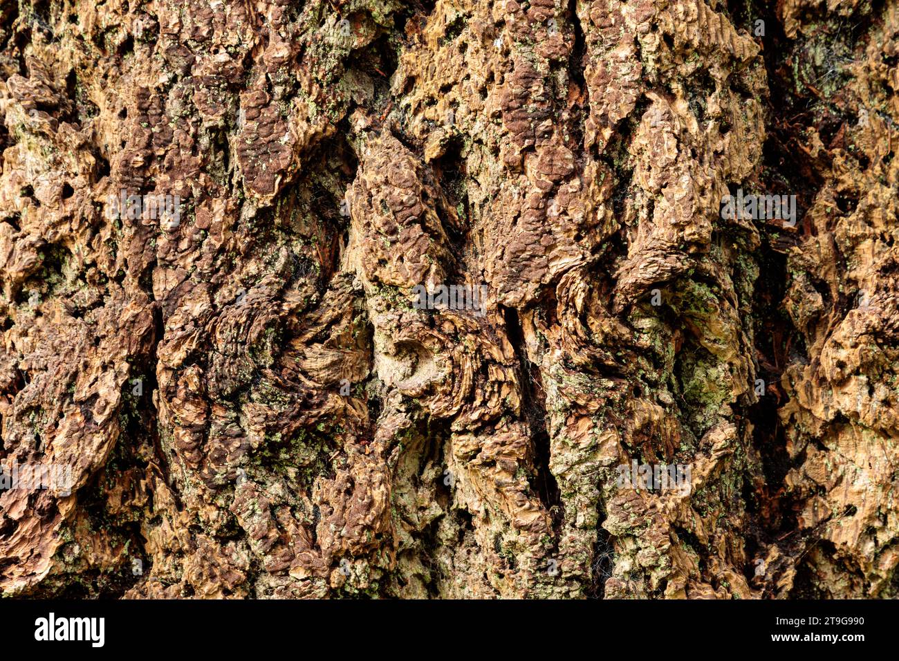 Knarly old tree hi-res stock photography and images - Alamy